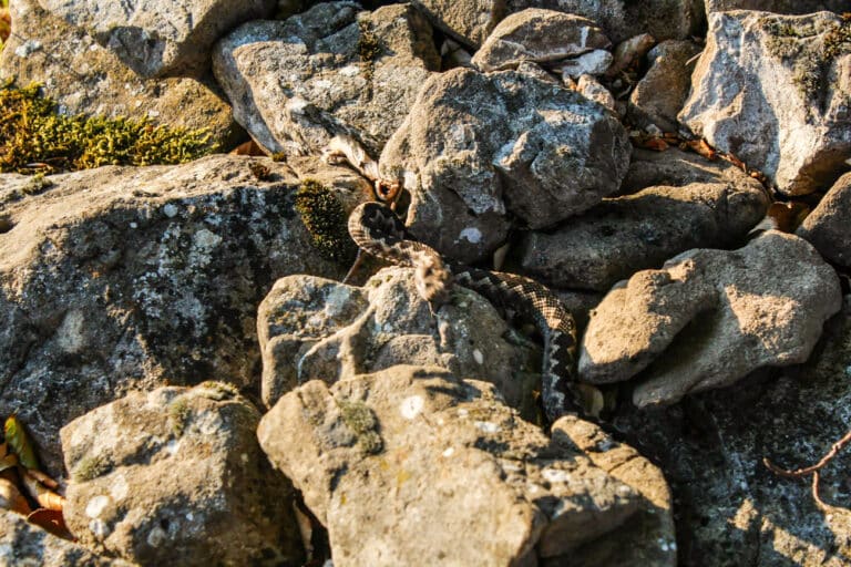 Dangerous Snakes In Croatia: All You Need To Know | Life And Ventures