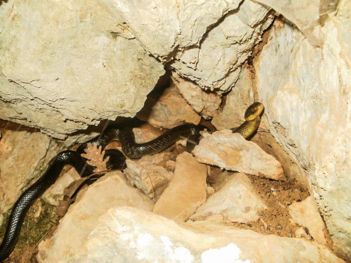 Dangerous Snakes In Croatia: All You Need To Know | Life And Ventures