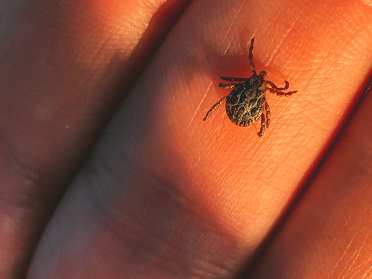 Are There Ticks In Croatia? Here's All You Need To Know | Life And Ventures