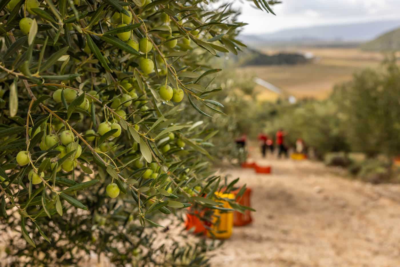 Croatian Olive Oil: A Complete Guide To One Of The World’s Finest Oils ...