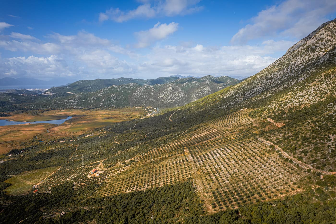 Croatian Olive Oil: A Complete Guide To One Of The World’s Finest Oils ...