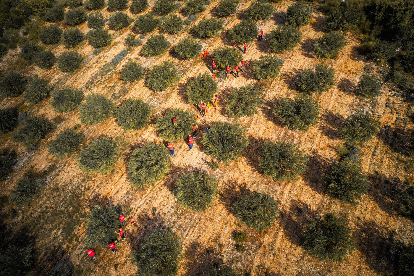 Croatian Olive Oil: A Complete Guide To One Of The World’s Finest Oils ...